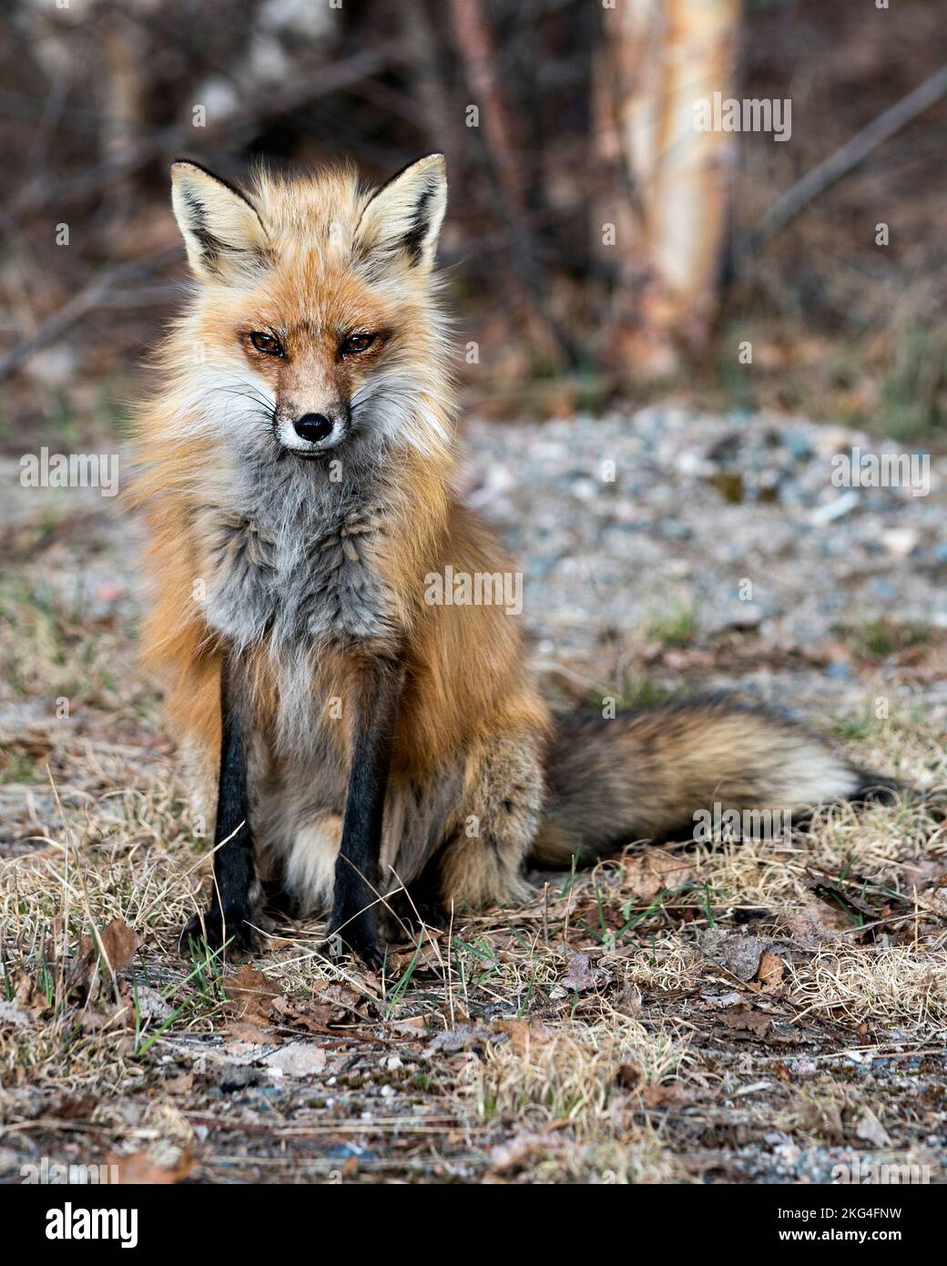 Red fox sitting with a blur forest background with a sad look and ...