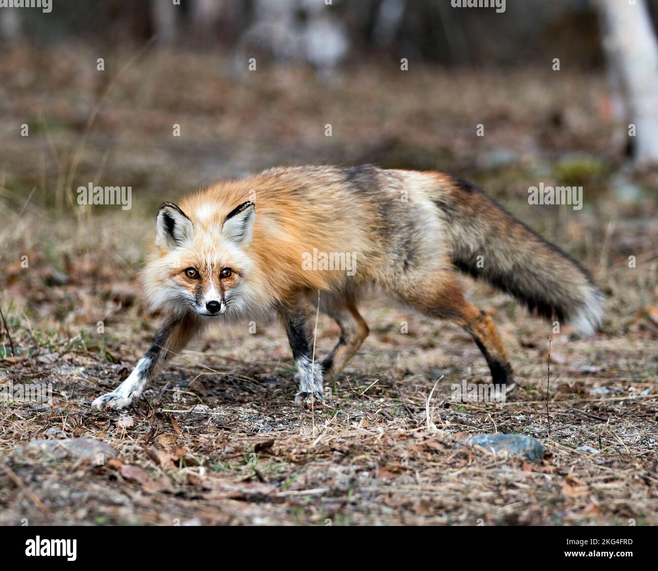 Red fox close-up profile view displaying fox tail, fur, in its ...