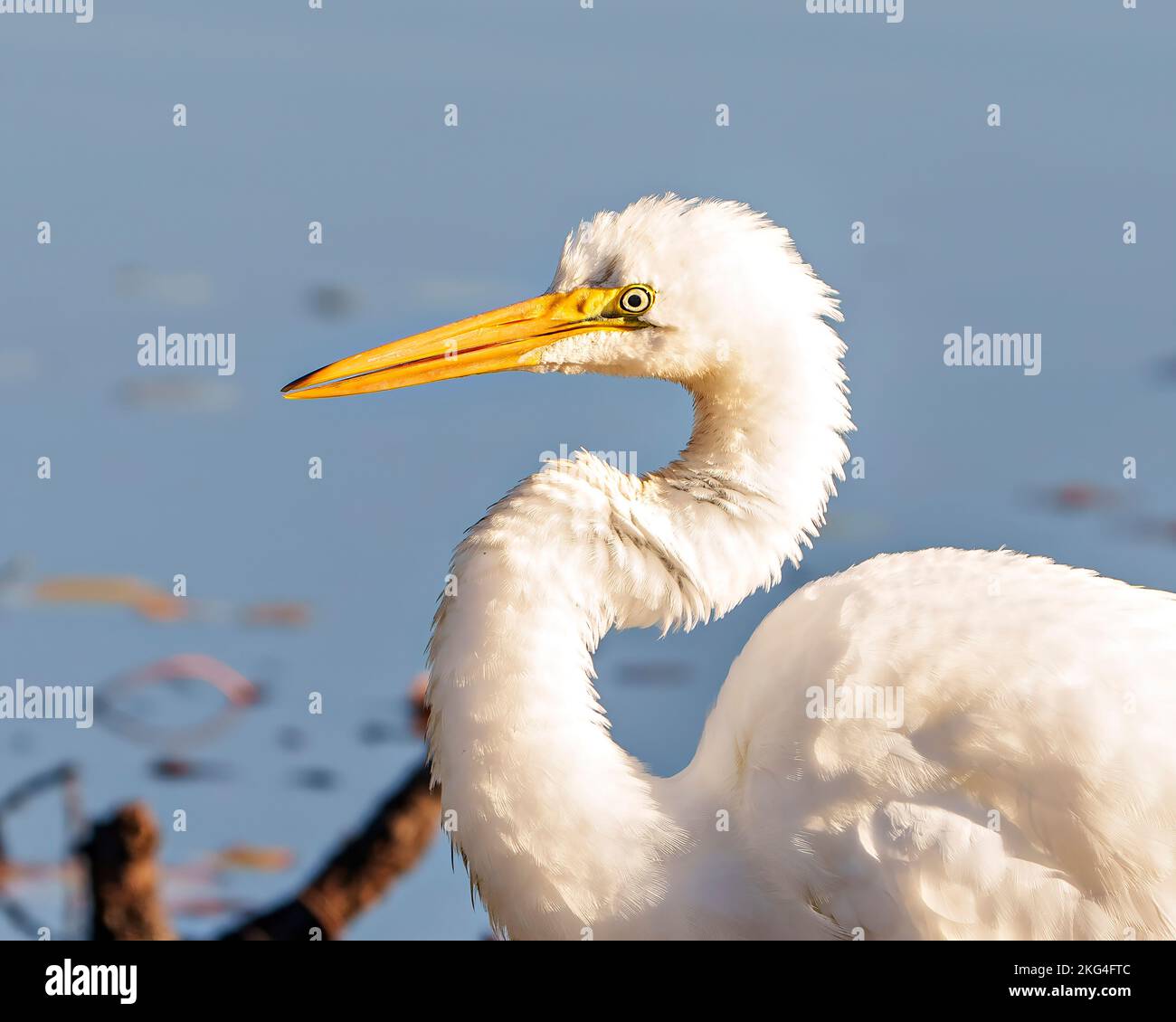 Great White Egret head shot side view basking in the sun in with a blue ...