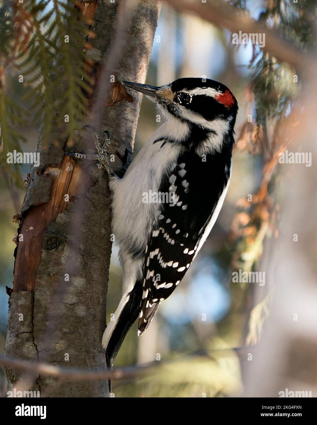 Woodpecker close-up profile view perched displaying feather plumage in ...