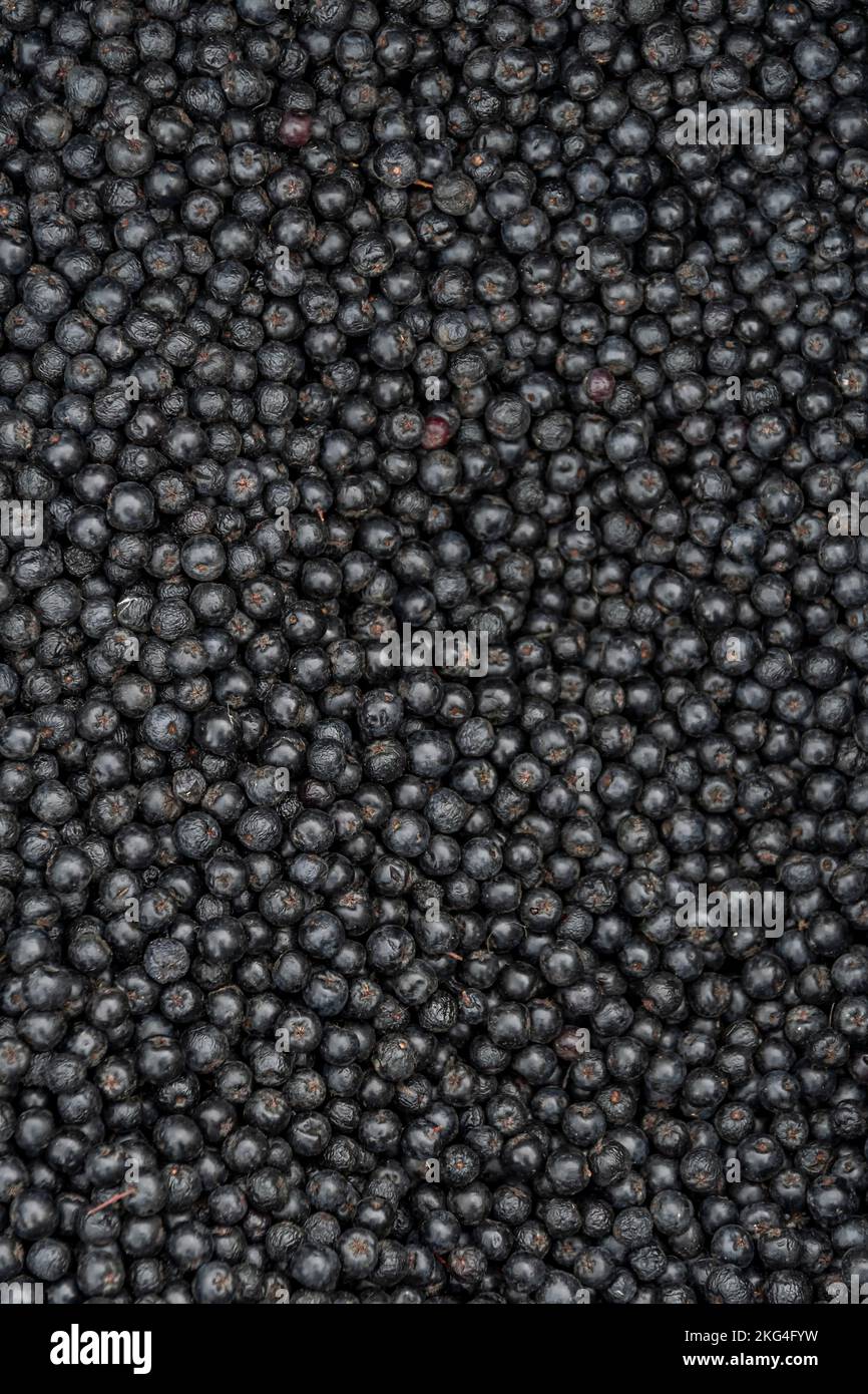 Autumn agricultural fair. Counter with black rowan berries. Textured ...