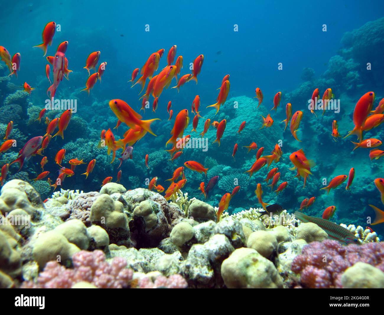 Colorful tropical fish on a coral reef, amazingly beautiful fairy world ...