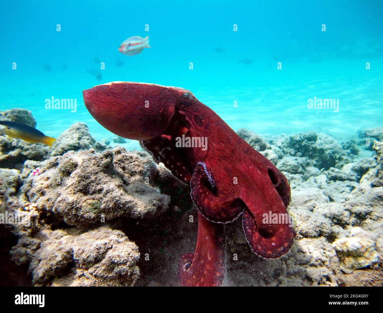 Big Blue Octopus (Octopus cyanea) Octopus. Big Blue Octopus on the Red ...