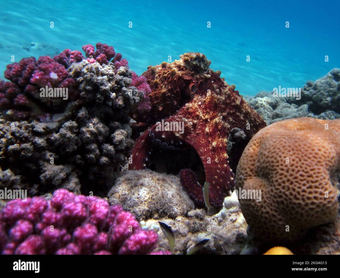Big Blue Octopus (Octopus cyanea) Octopus. Big Blue Octopus on the Red ...