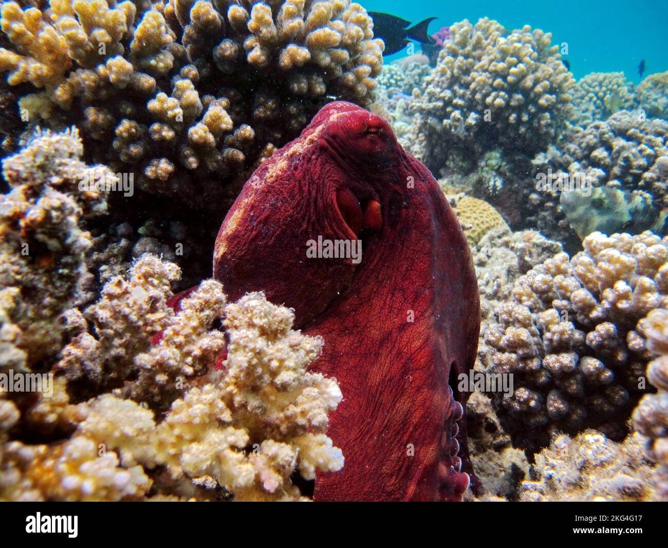 Big Blue Octopus (Octopus cyanea) Octopus. Big Blue Octopus on the Red ...