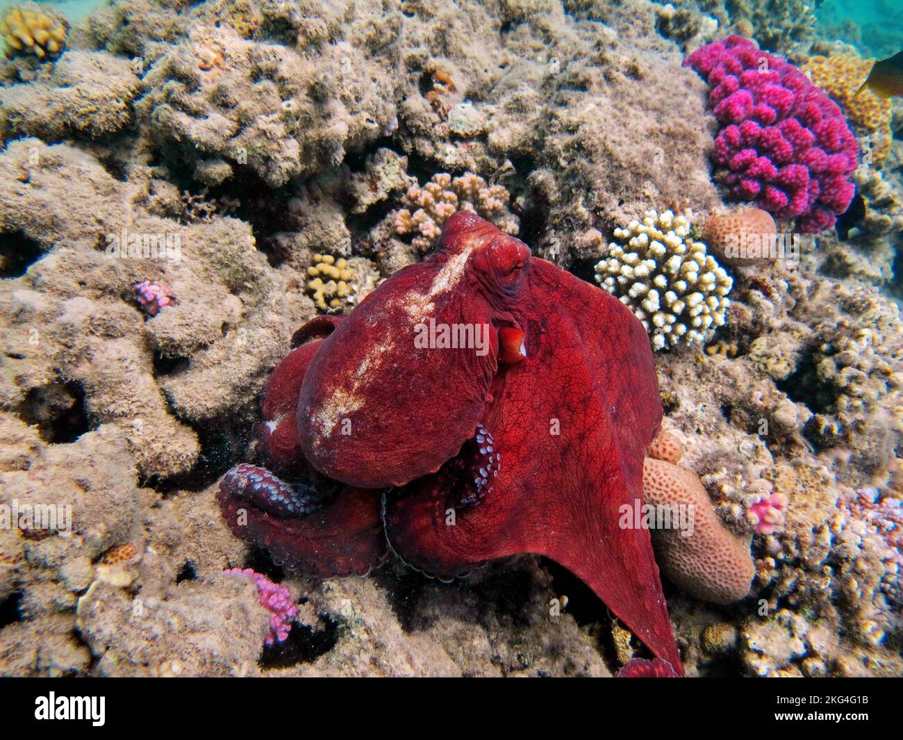 Big Blue Octopus (Octopus cyanea) Octopus. Big Blue Octopus on the Red ...