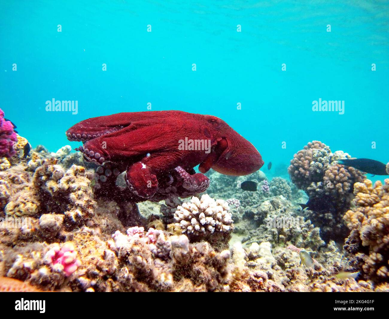 Big Blue Octopus (Octopus cyanea) Octopus. Big Blue Octopus on the Red ...