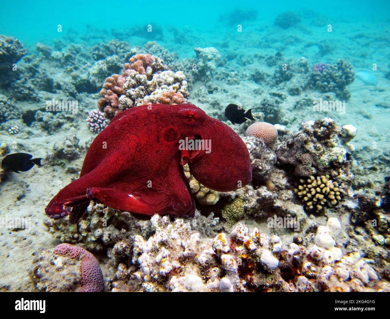 Big Blue Octopus (Octopus cyanea) Octopus. Big Blue Octopus on the Red ...