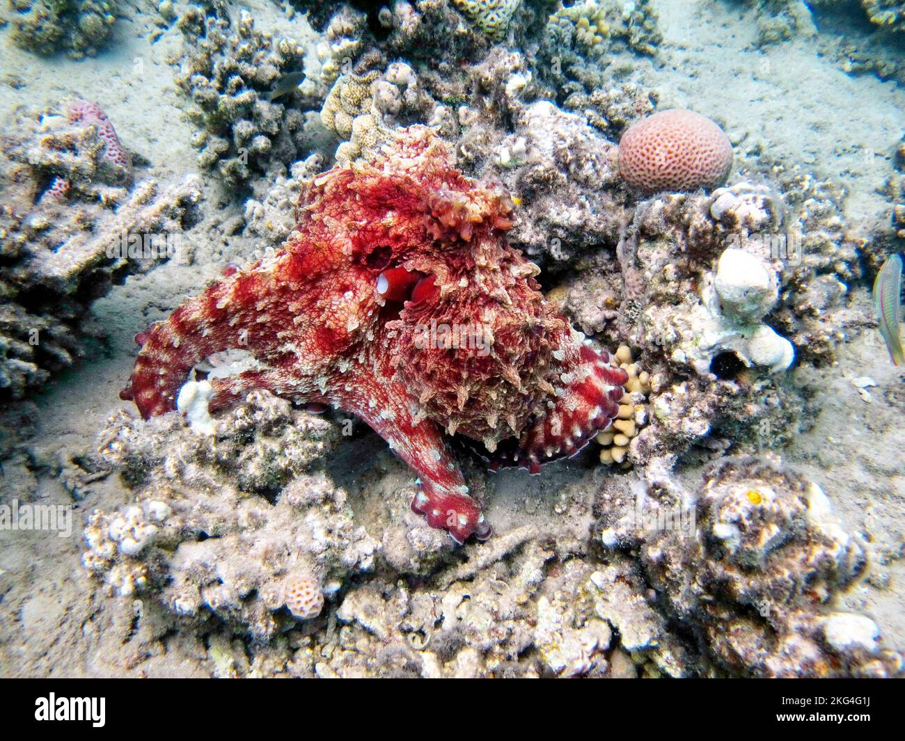 Big Blue Octopus (Octopus cyanea) Octopus. Big Blue Octopus on the Red ...