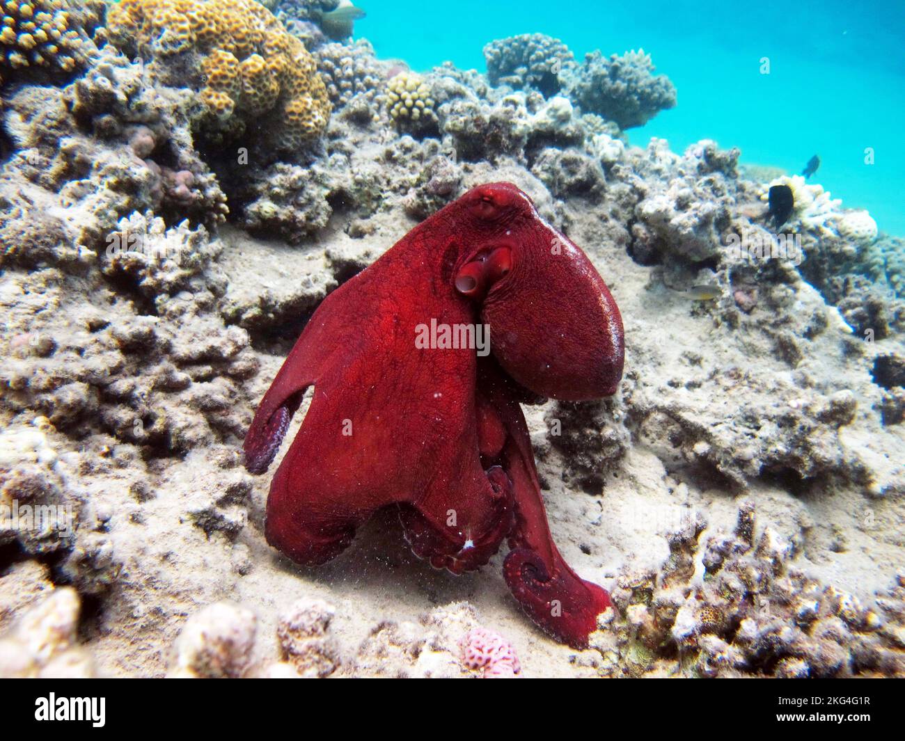 Octopus on the red sea reefs hi-res stock photography and images - Alamy