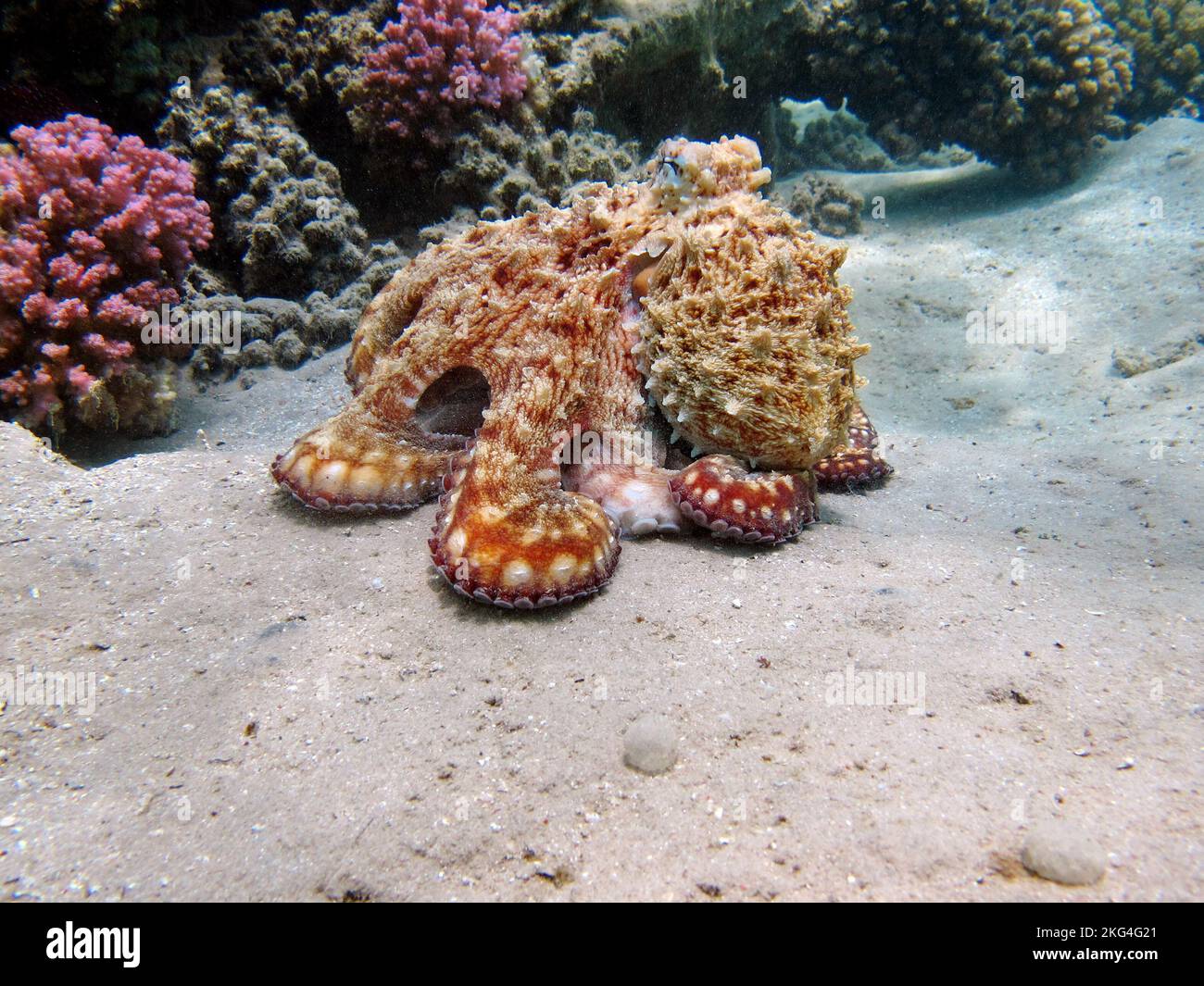 Big Blue Octopus (Octopus cyanea) Octopus. Big Blue Octopus on the Red ...