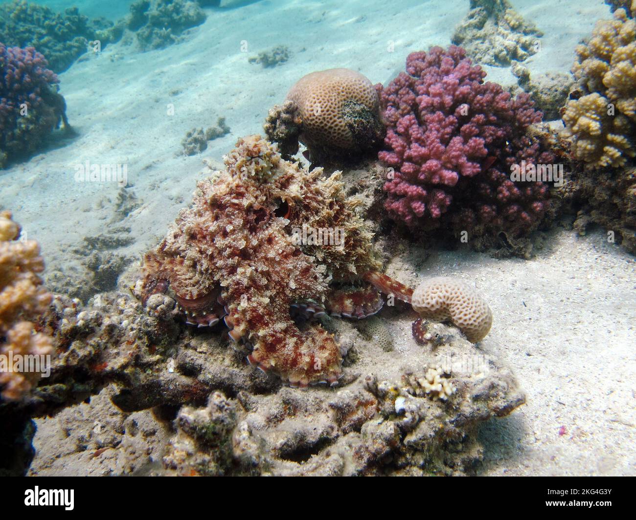 Big Blue Octopus (Octopus cyanea) Octopus. Big Blue Octopus on the Red ...