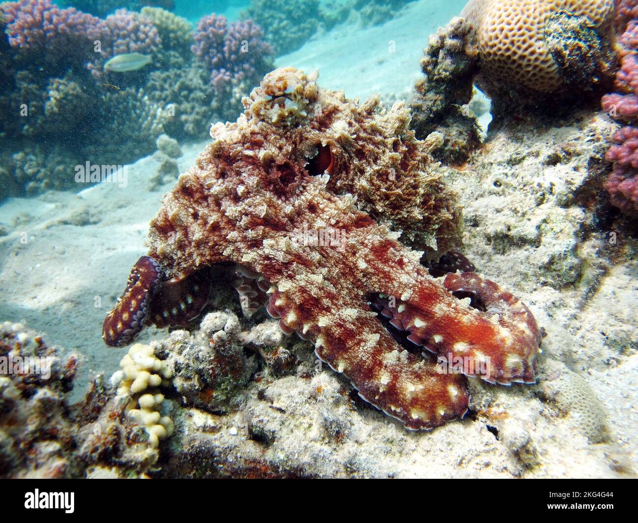 Big Blue Octopus (Octopus cyanea) Octopus. Big Blue Octopus on the Red ...