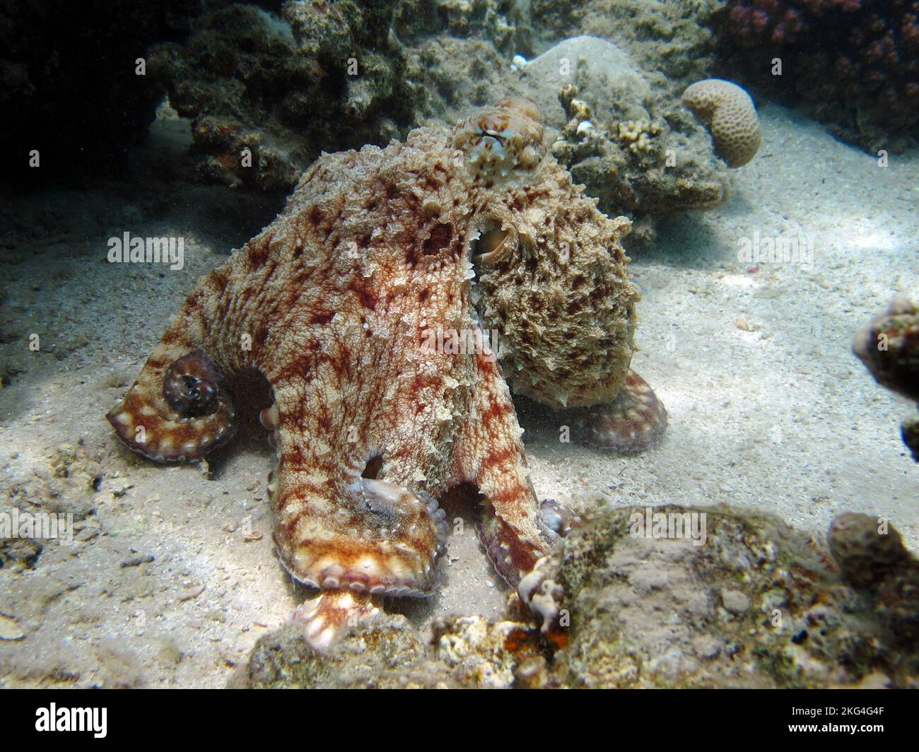 Big Blue Octopus (Octopus cyanea) Octopus. Big Blue Octopus on the Red ...