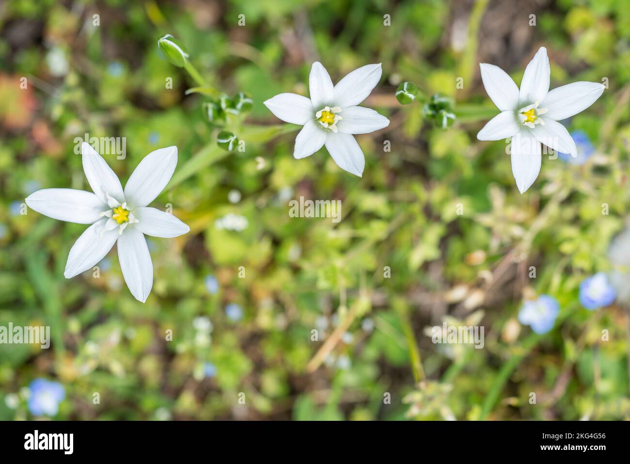 Ornithogalum umbellatum, the garden star-of-Bethlehem a species of the ...