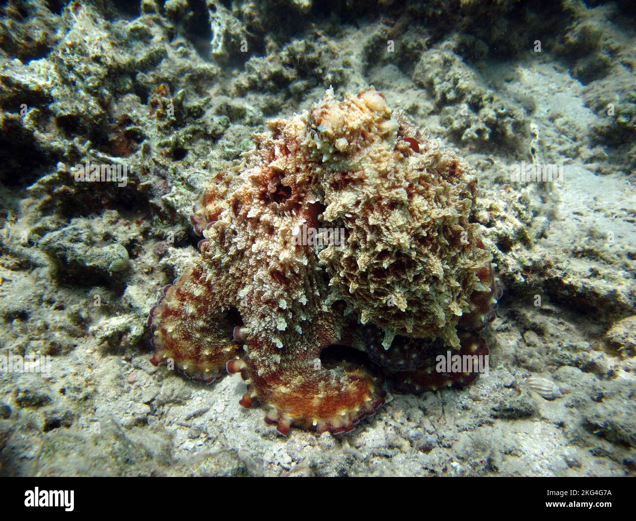 Big Blue Octopus (Octopus cyanea) Octopus. Big Blue Octopus on the Red ...
