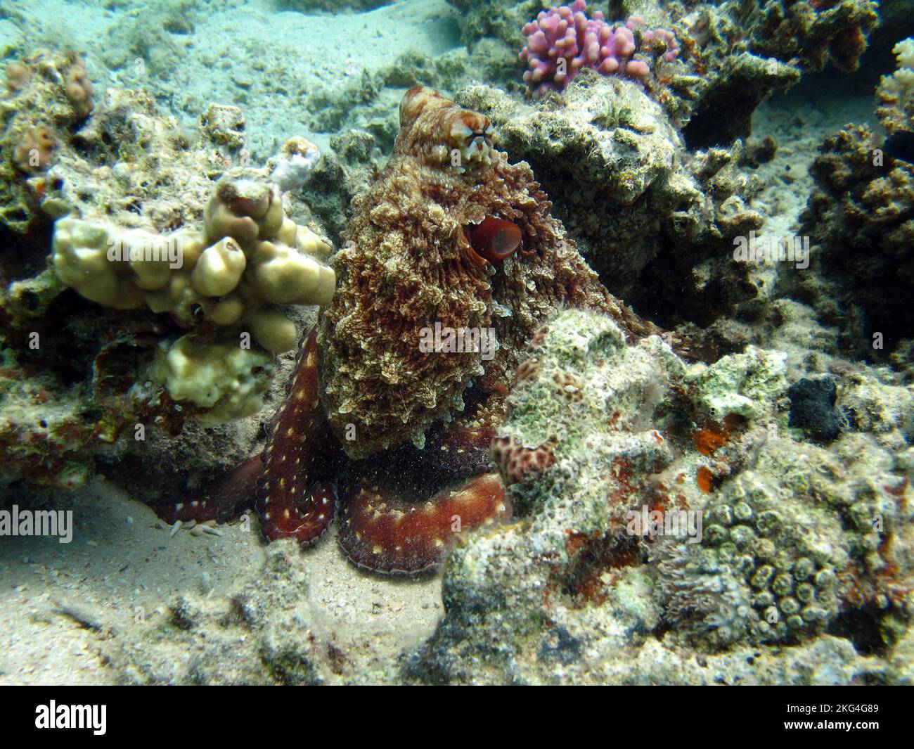 Big Blue Octopus (Octopus cyanea) Octopus. Big Blue Octopus on the Red ...