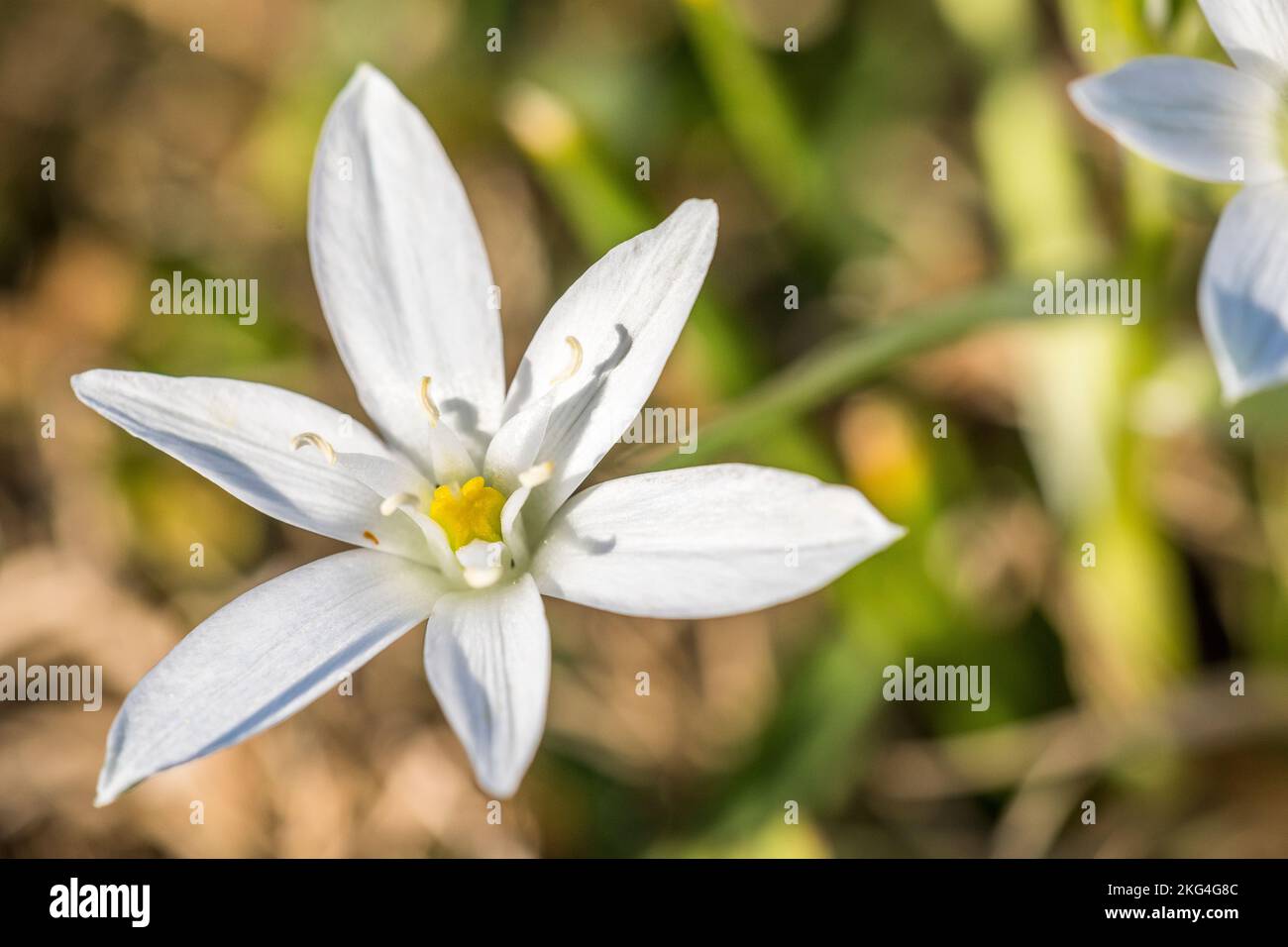 Ornithogalum umbellatum, the garden star-of-Bethlehem a species of the ...