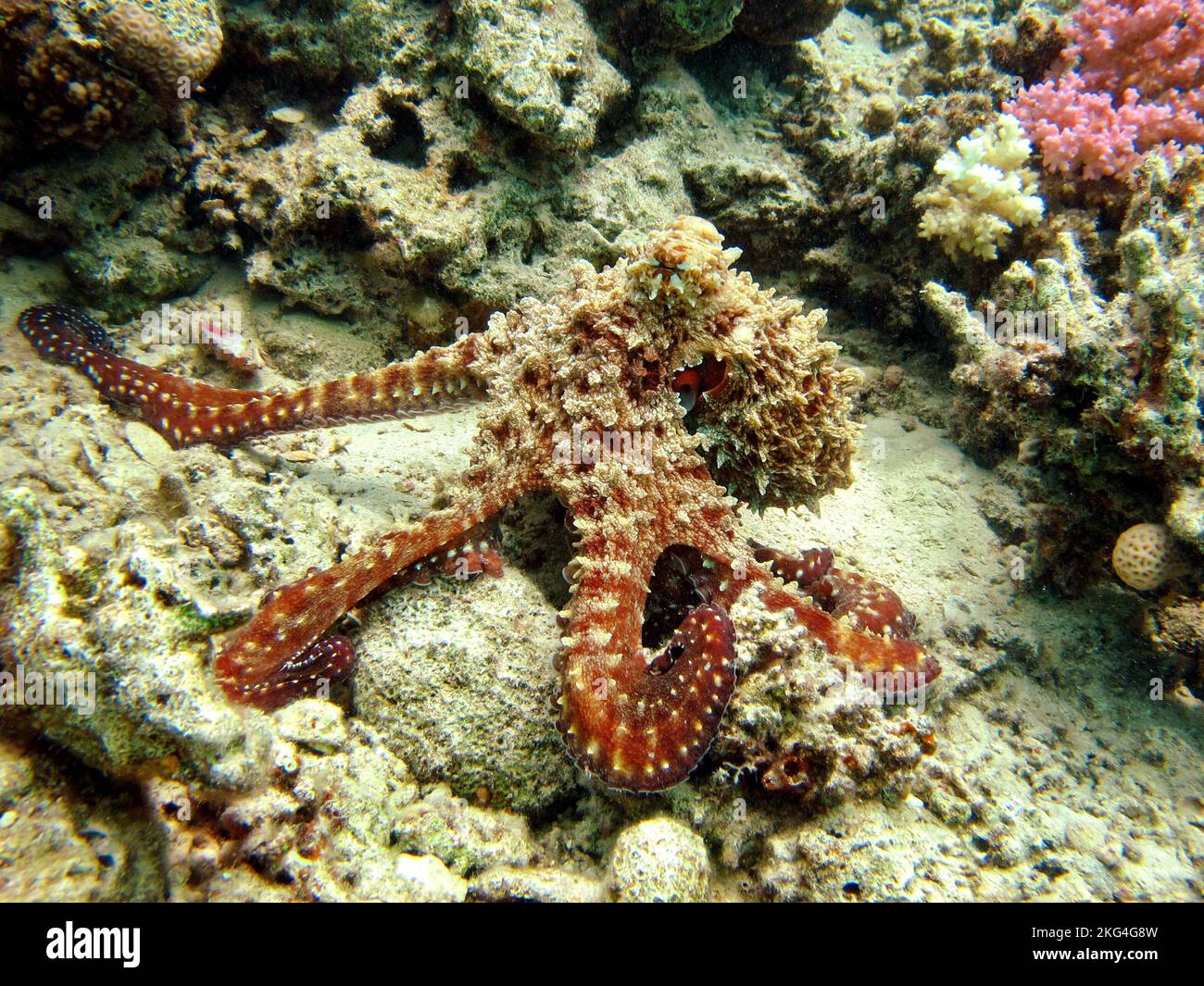 Octopus big beautiful swimming underwater hi-res stock photography and ...
