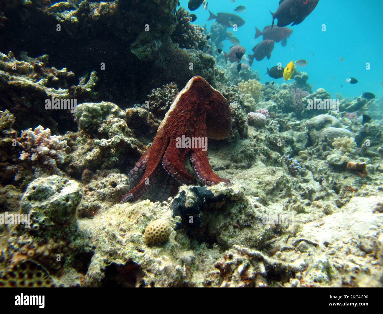 Octopus on the red sea reefs hi-res stock photography and images - Alamy