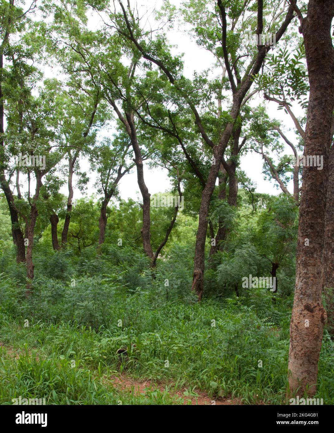 Small wood, Tangueta, Atacora, Benin Stock Photo - Alamy