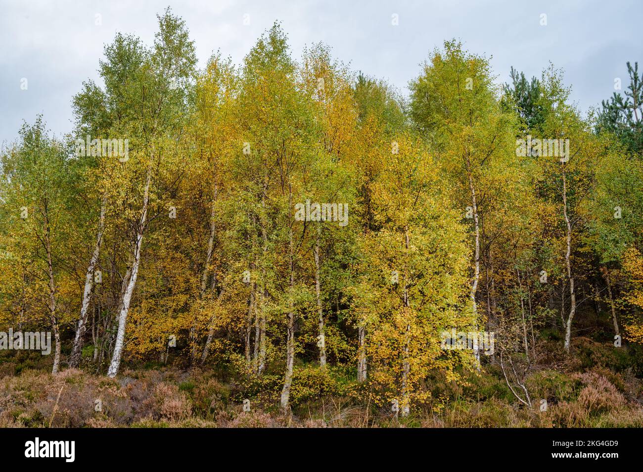Birch trees in the Cairngorms National Park in Scotland Stock Photo - Alamy