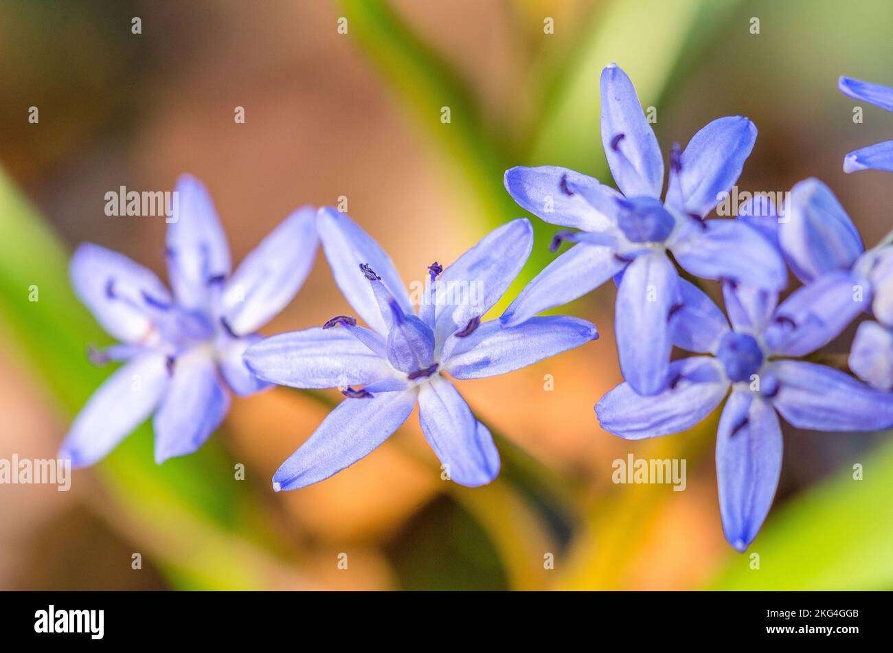 Scilla bifolia, the alpine squill or two-leaf squill, is a herbaceous ...