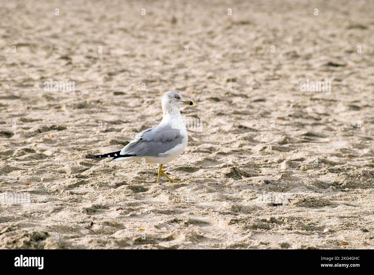 A close-up shot of a white gull on a sandy beach Stock Photo - Alamy