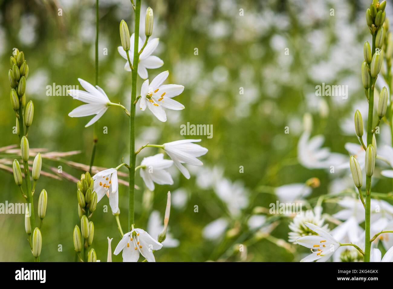 Anthericum liliago, the St Bernard's lily, is a species of flowering ...