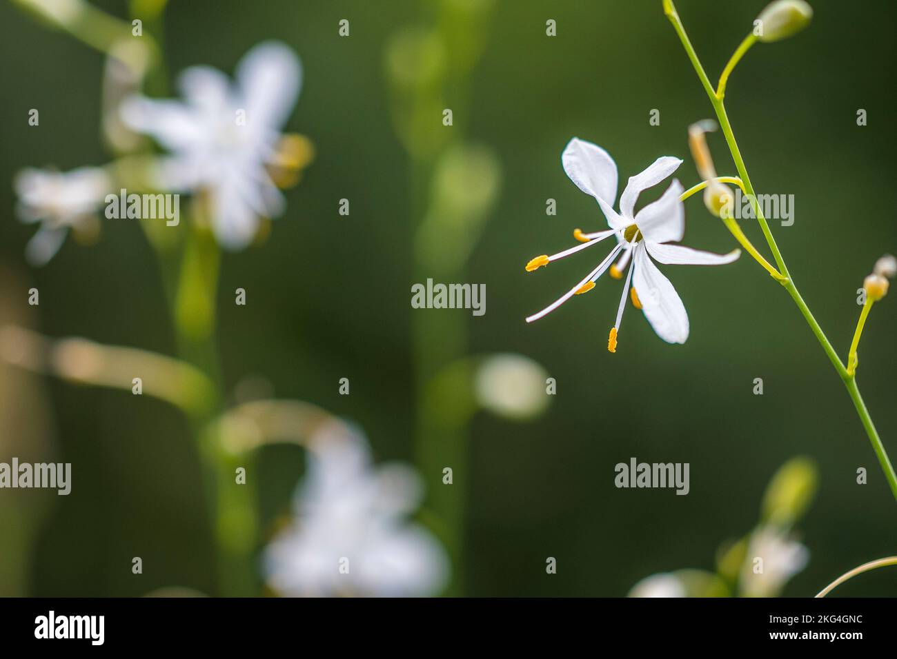Rhizome Plant Identification