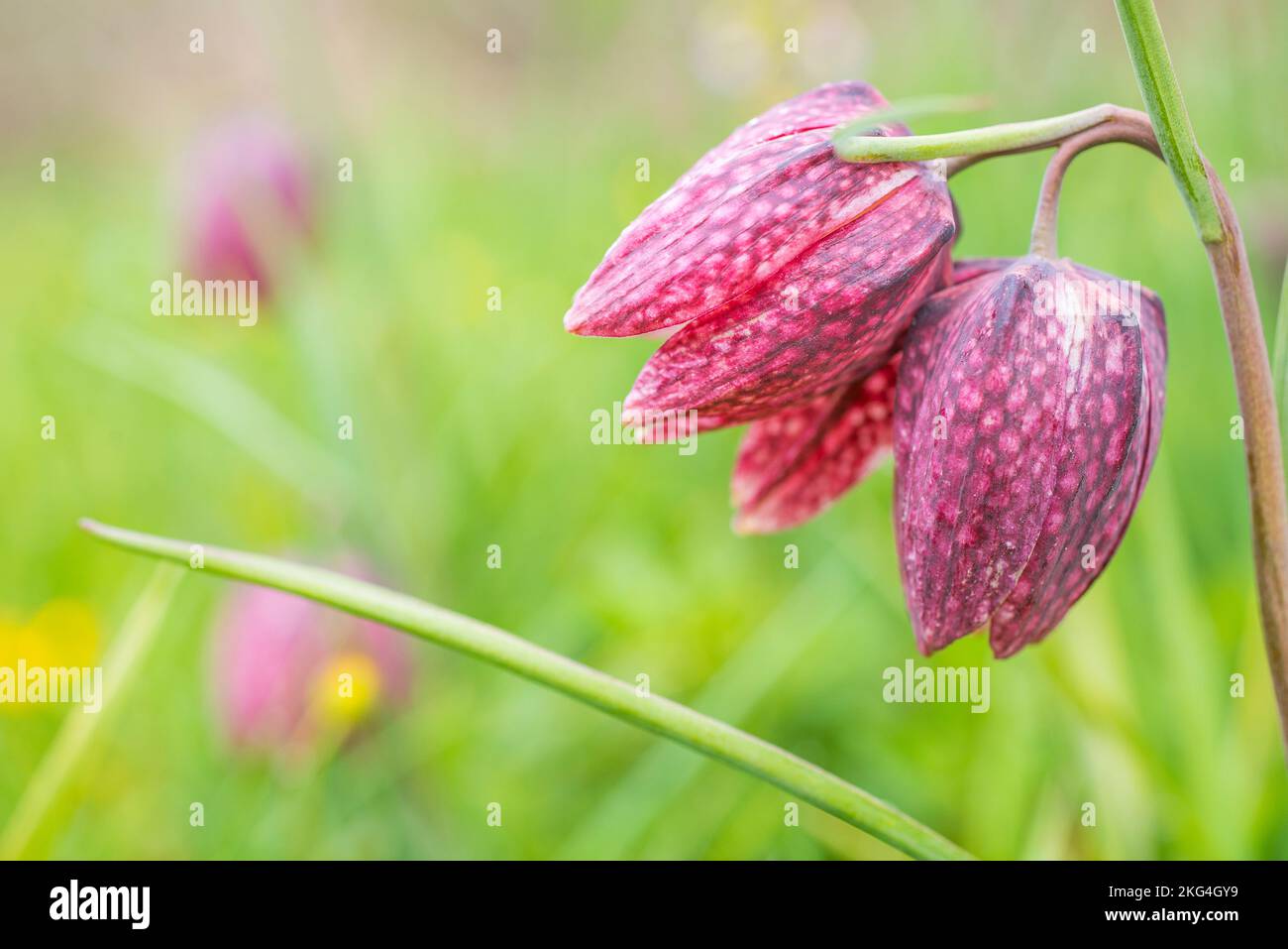 Fritillaria meleagris (snake's head fritillary) is a Eurasian species ...