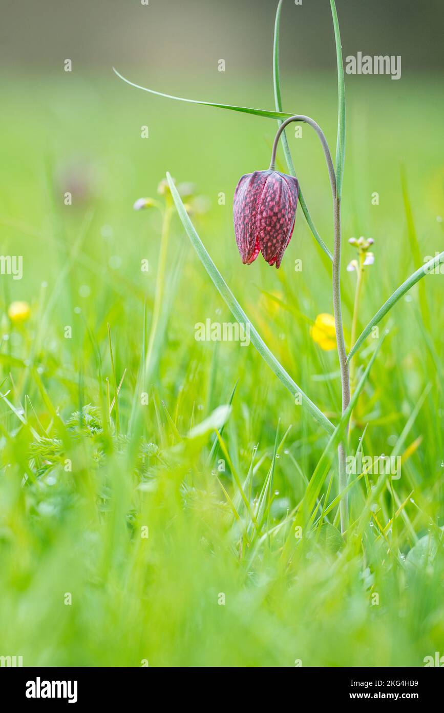 Fritillaria meleagris (snake's head fritillary) is a Eurasian species ...