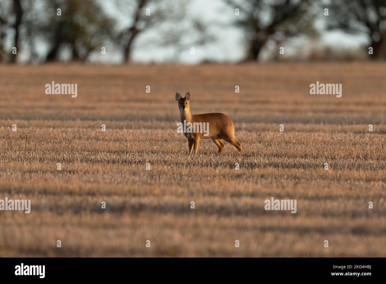 Chinese water deer -Hydropotes inermis at sunrise. Uk Stock Photo - Alamy