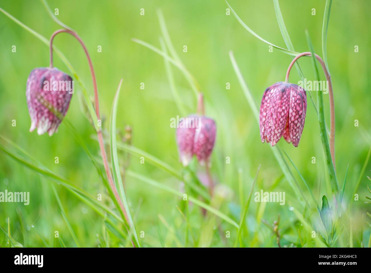 Fritillaria meleagris (snake's head fritillary) is a Eurasian species ...