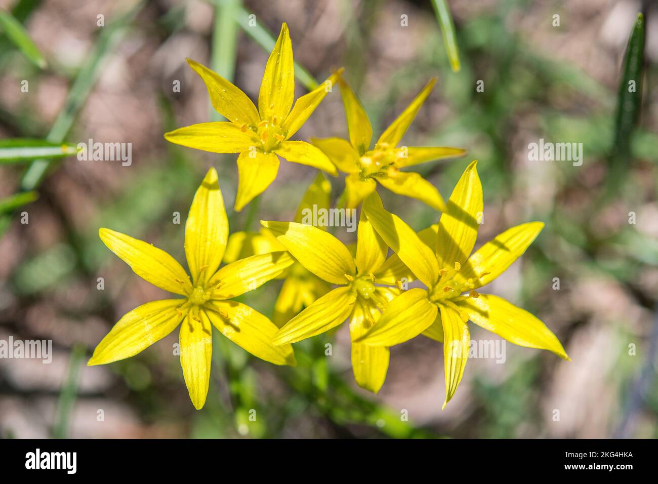 Gagea fragifera (yellow star-of-Bethlehem), =Gagea liotardii, is a ...