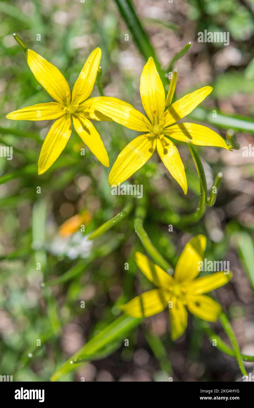 Gagea fragifera (yellow star-of-Bethlehem), =Gagea liotardii, is a ...