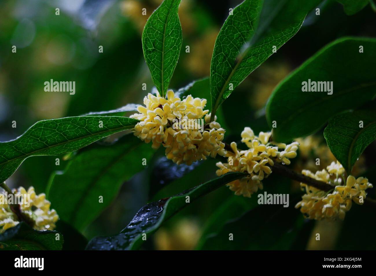 A close-up shot of Devilwood growing in a garden Stock Photo - Alamy