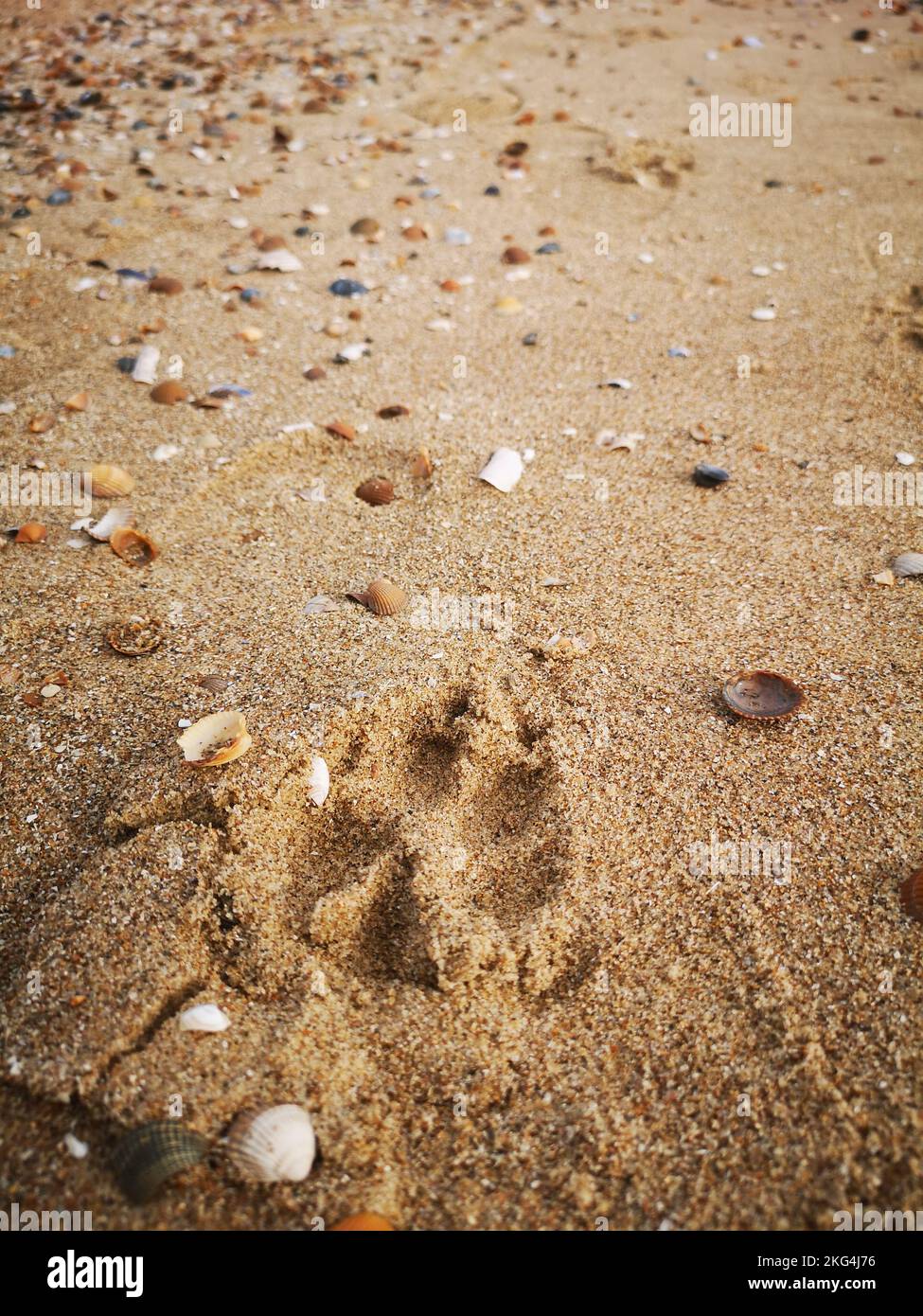 A vertical close-up shot of a paw print on a sandy beach Stock Photo ...