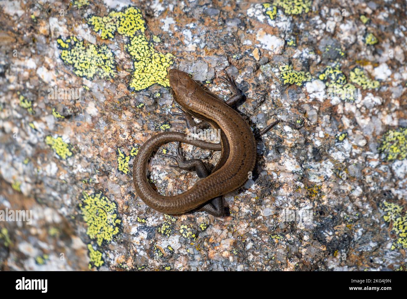 A top view closeup of a Japanese skink crawling on a rough surface ...