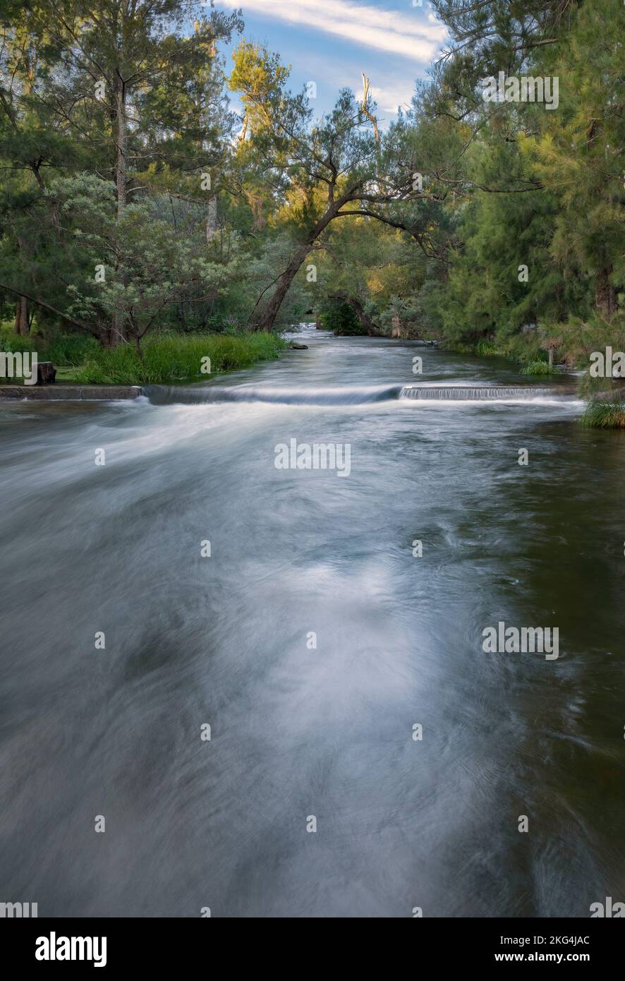 A vertical of the Cotter river with tilted leafy trees on it in ...