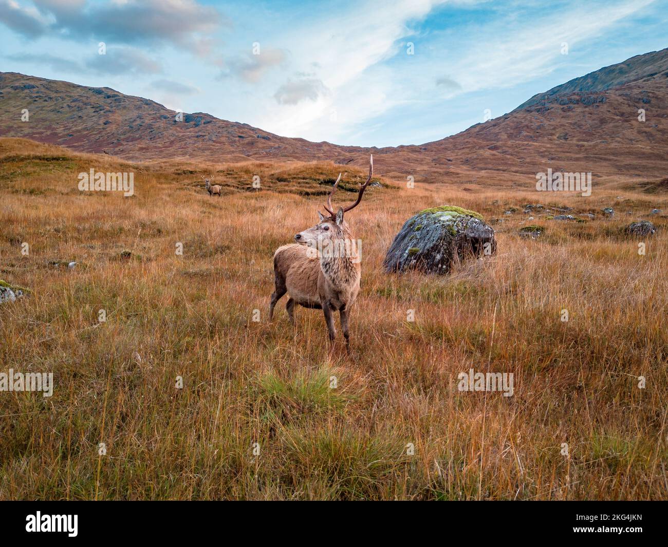 Young Red Deer in Scotland in the Fall Stock Photo - Alamy