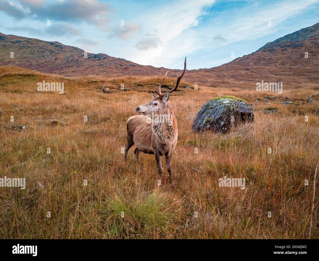 Hind and fawn red deer scotland hi-res stock photography and images - Alamy