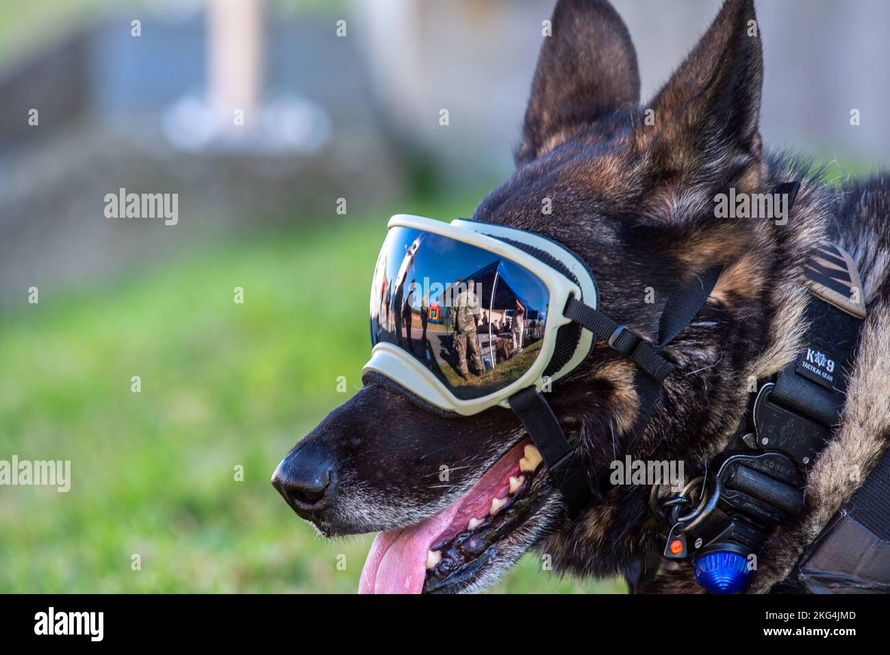 Gary, 35th Security Forces Squadron (SFS) military working dog (MWD ...