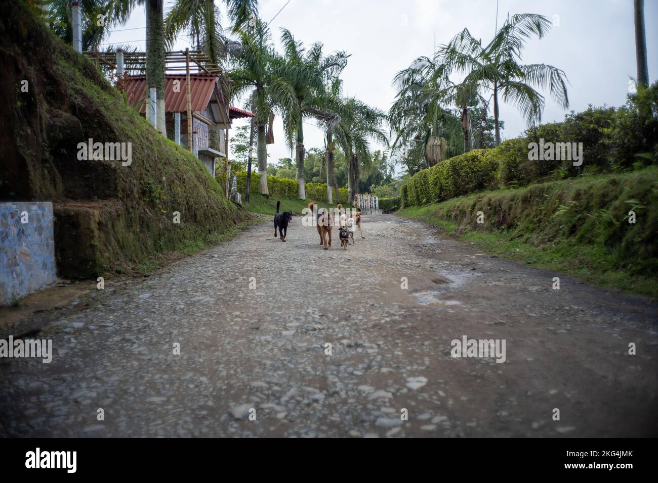 Group of Dogs of Different Sizes Walking along a Dirt Road Stock Photo ...