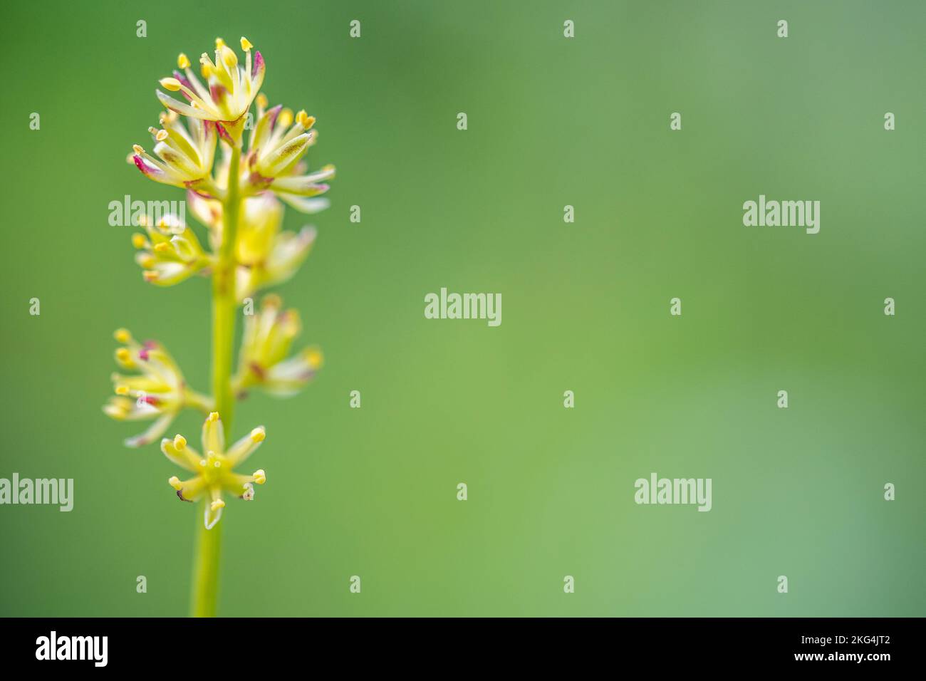 A plant species in the family tofieldiaceae hi-res stock photography ...