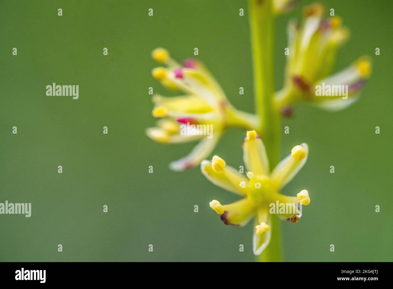 A plant species in the family tofieldiaceae hi-res stock photography ...