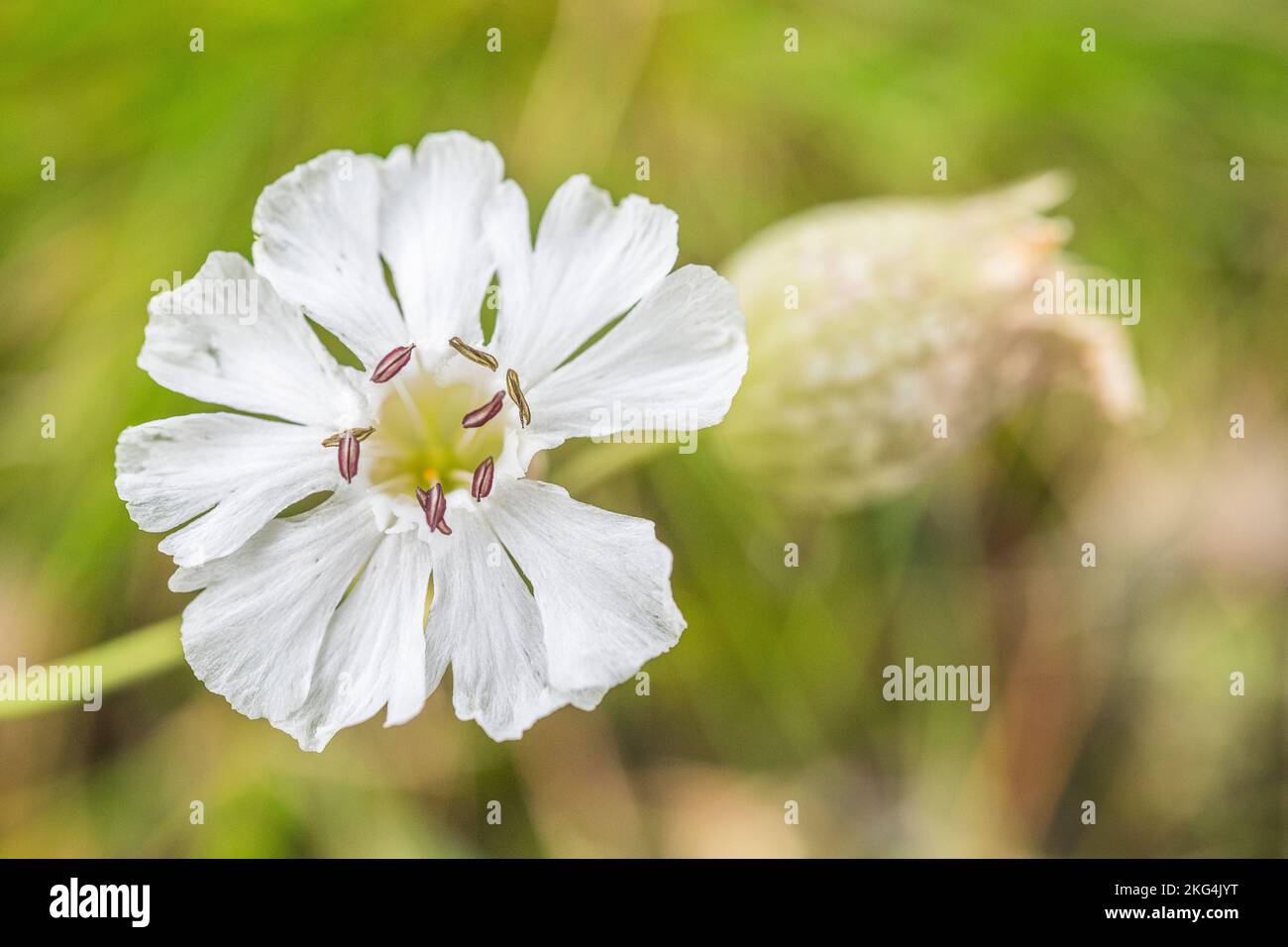 Silene uniflora is a species of flowering plant in the family ...