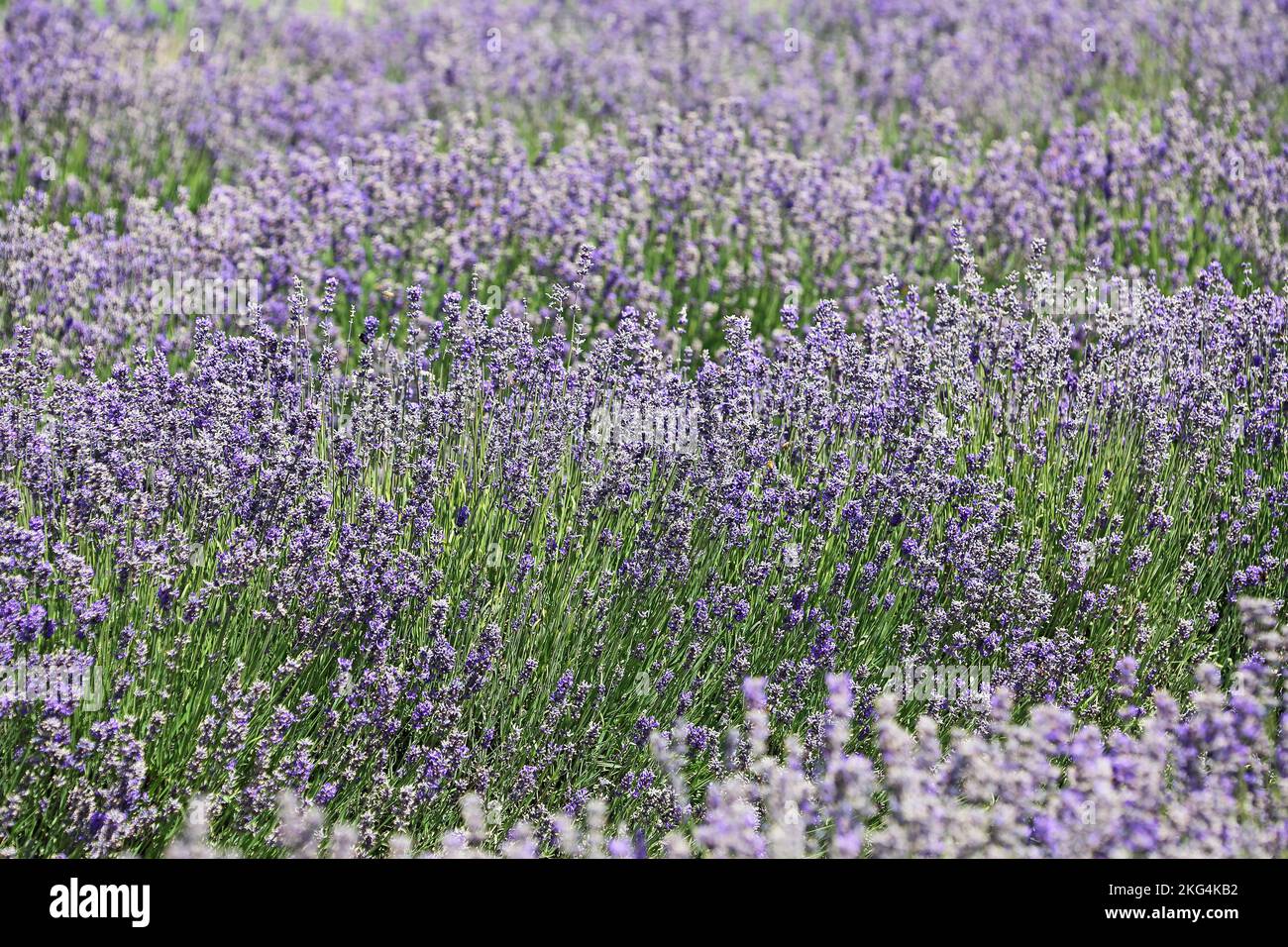 New zealand flower field hi-res stock photography and images - Alamy