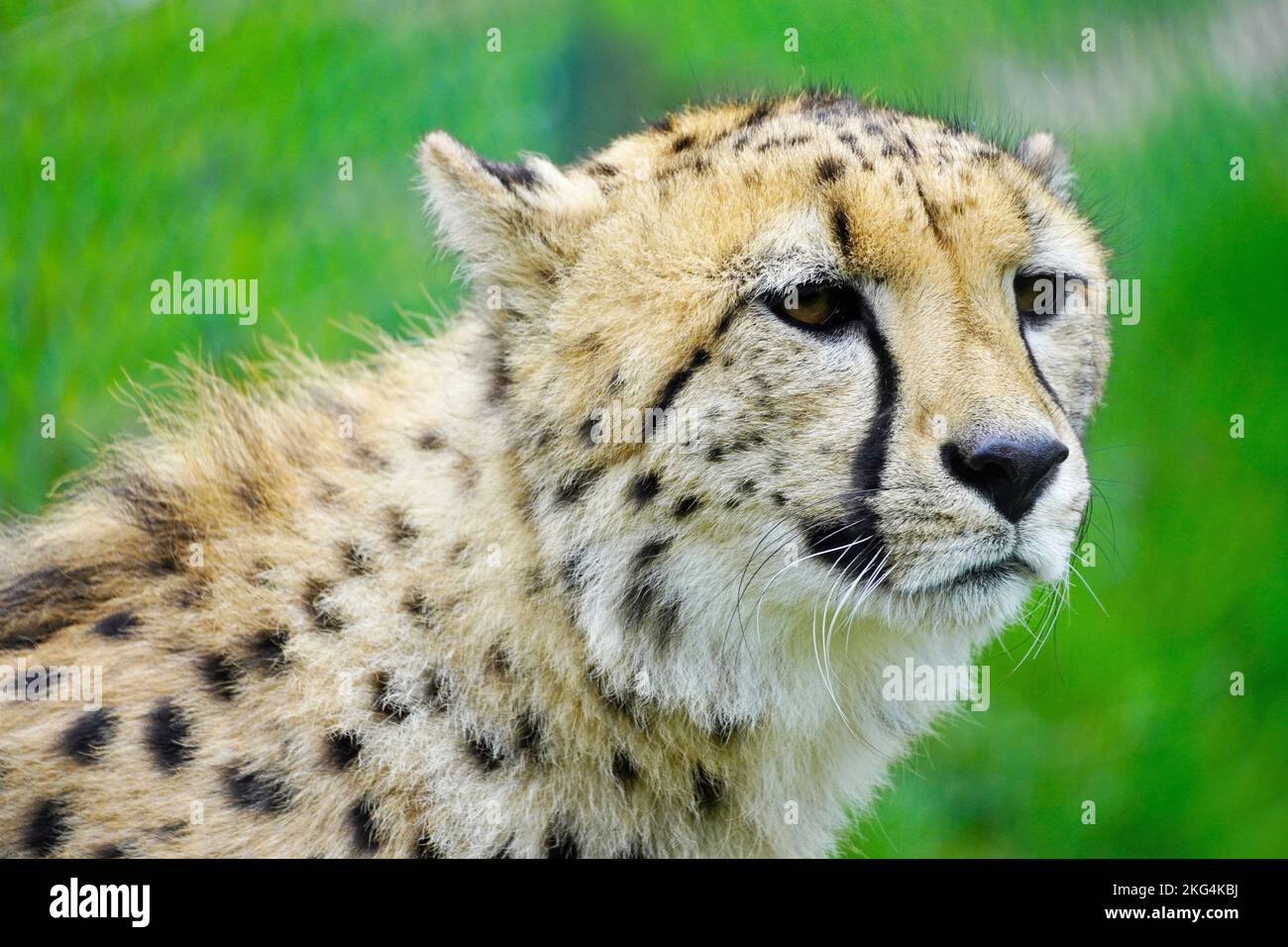 A closeup shot Portrait of a cheetah looking with blur green background ...