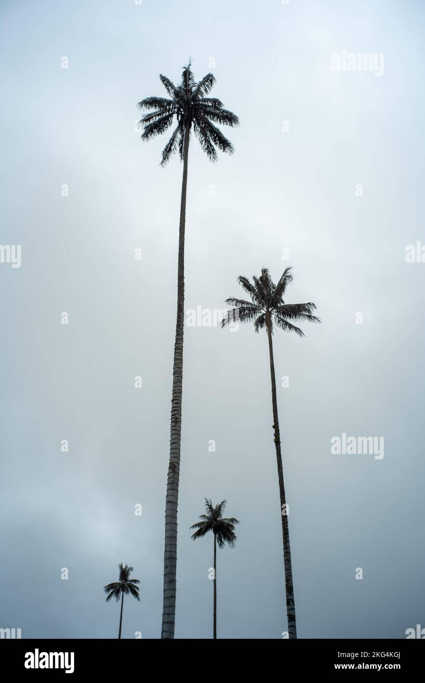 The World's Tallest Wax Palms (Ceroxylon quindiuense) Recognized by ...